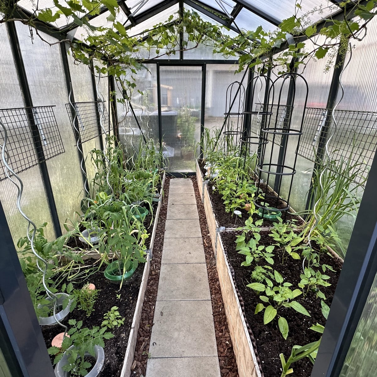 Just a quick peek inside my greenhouse. Things have changed quite a b…