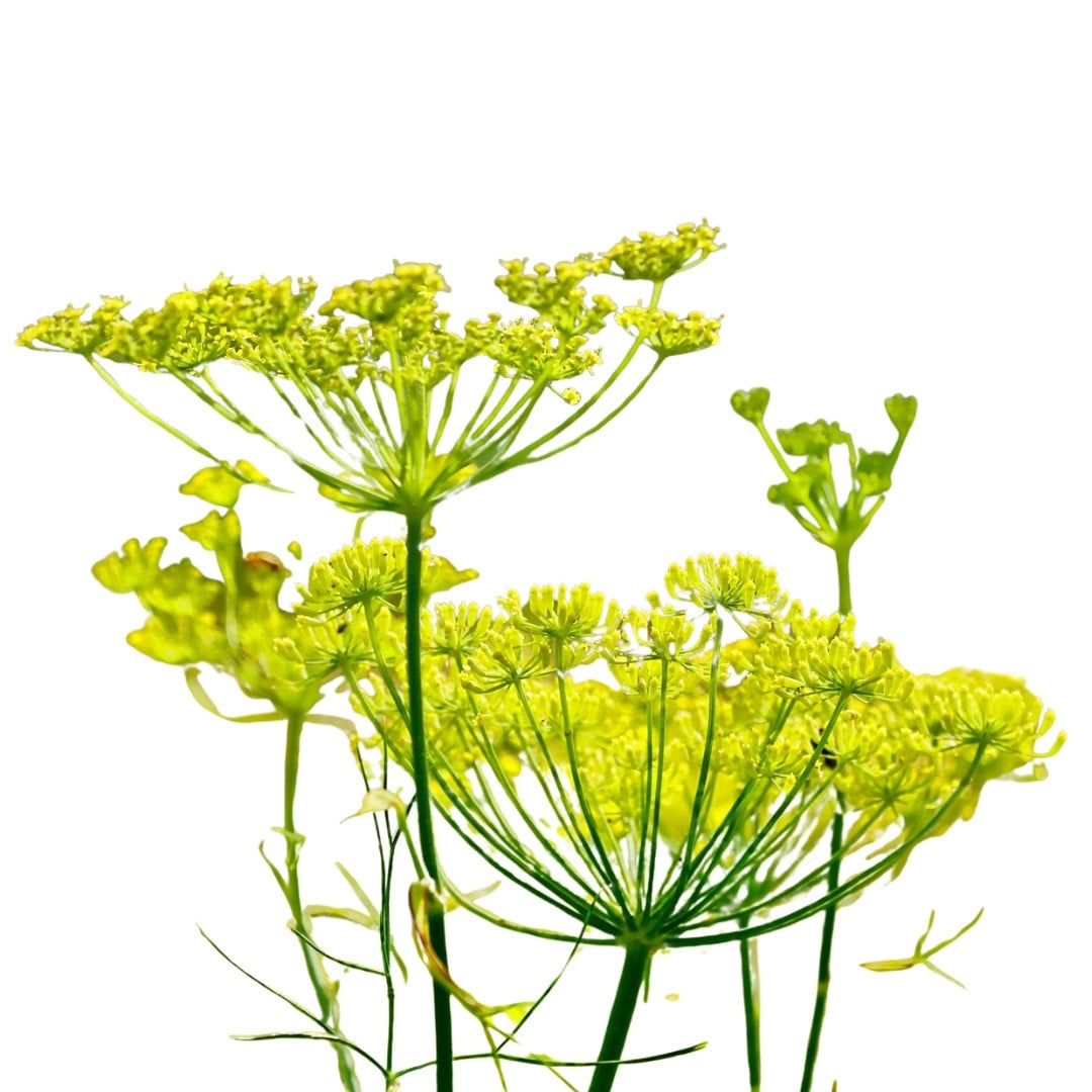 Gute Nachbarn Fenchel